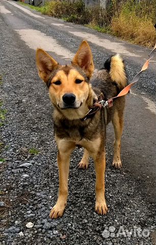 Метиска лайки в дар