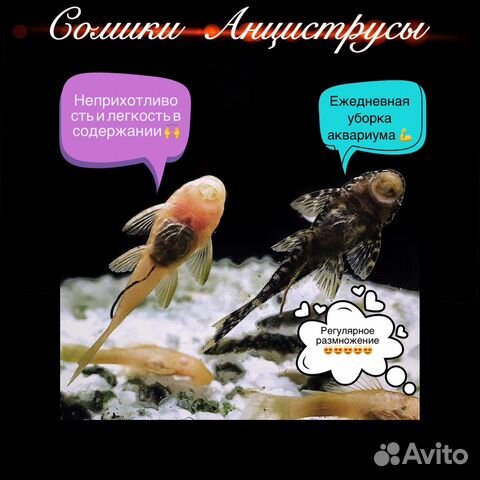 Анциструс. Сом присоска, прилипала, чистильщик