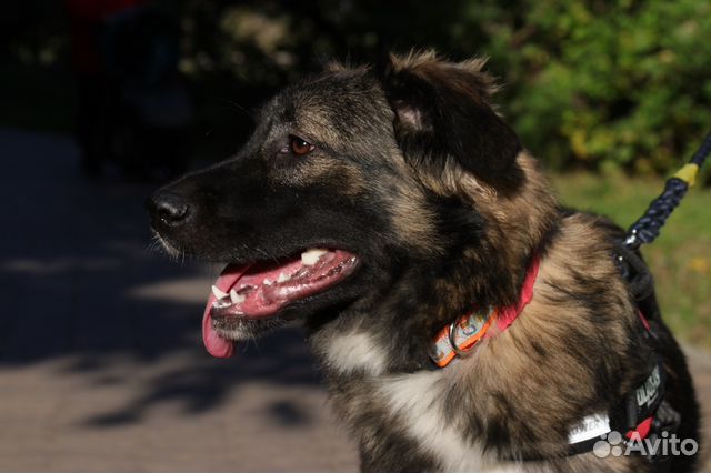 Совершенно шикарная собака