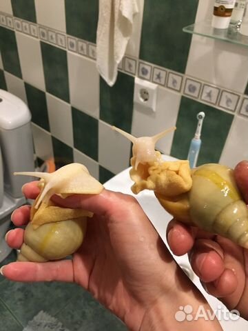 Продаются две улитки ахатины 6 месяцев