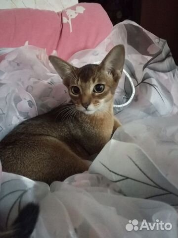 Продам Абиссинского котенка