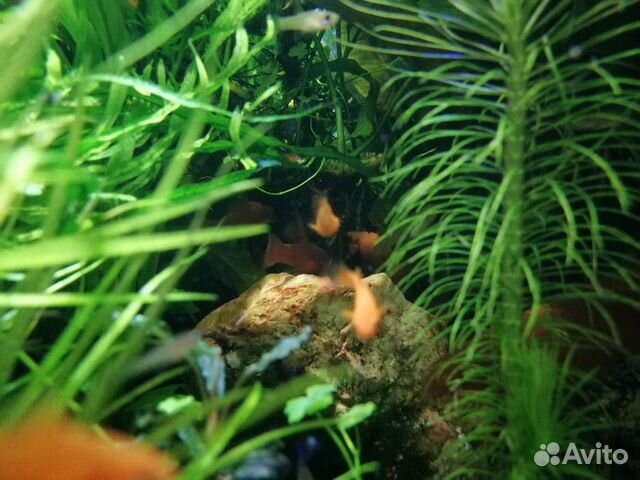 Меченосцы красные