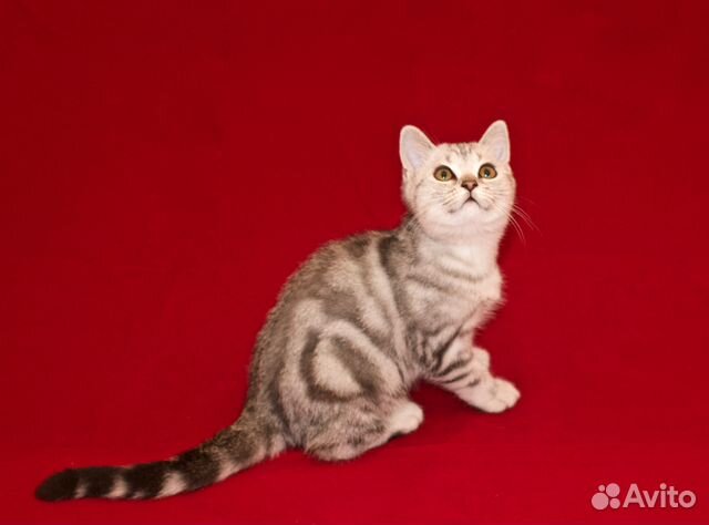 Породистые британские котята