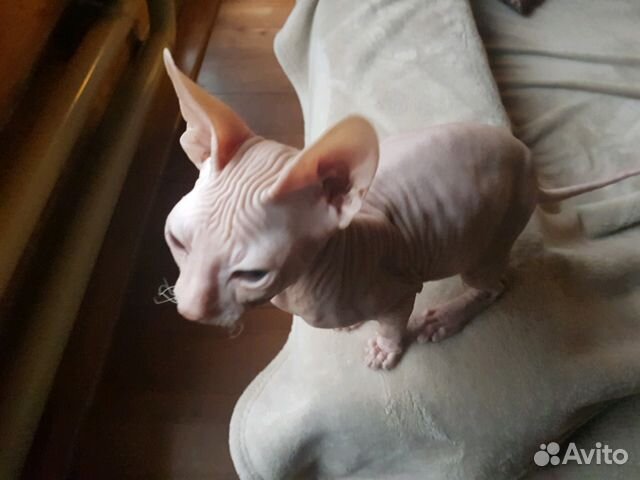 Котенок сфинкс