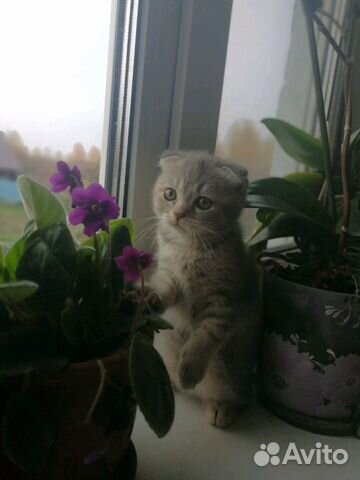 Котенок 2.5 мес от кошки скотиш-фолд