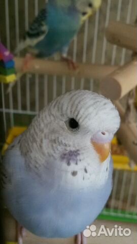 Волнистые полугайчики(получехи)