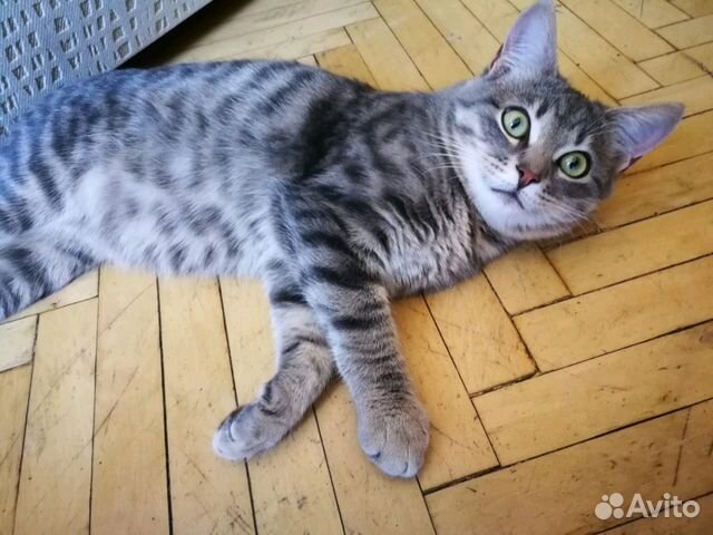 Дымчатый котенок из деревни