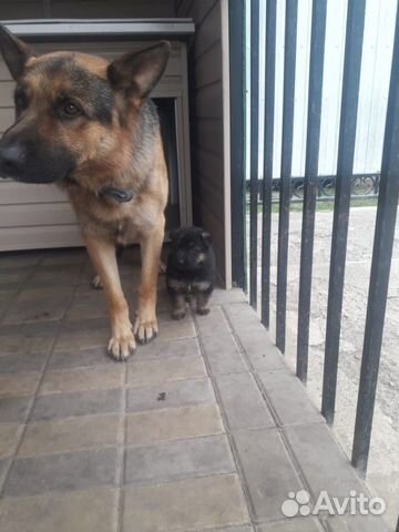 Щенок немецкой овчарки