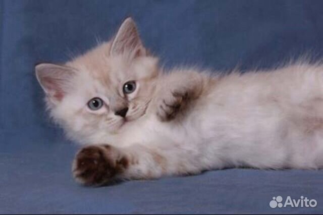 Котенок Невская маскарадная