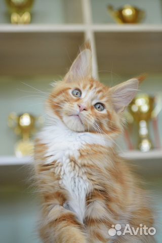 Игривые котята Мейн-кун