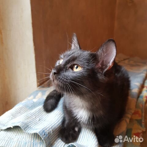 Замечательная черная мурлыка