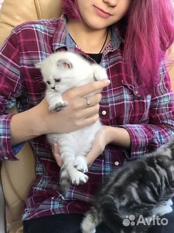 Шотландский котик