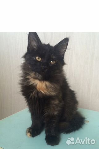 Черепаховый котенок Симферополь