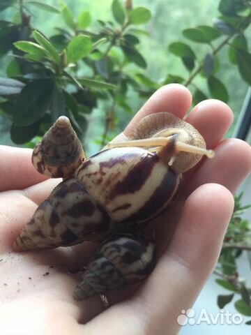 Улитки Ахатина Лиммиколярия Фламеа