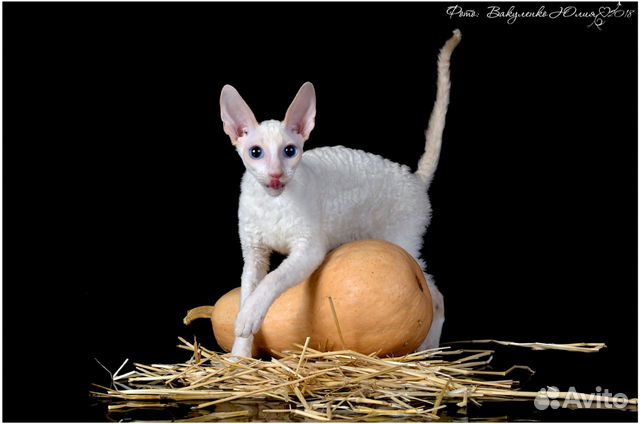 Кудрявый блондин с голубыми глазами