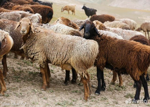 Овцы