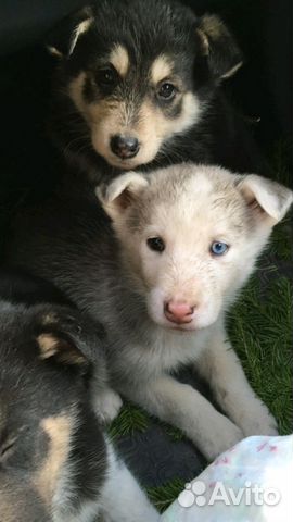 Сибирская хаски полукровки девочки
