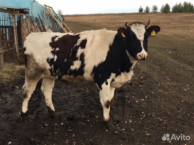 Продаются быки и корова стельная