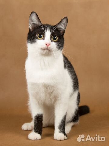 Веселый молодой котик том, в дар