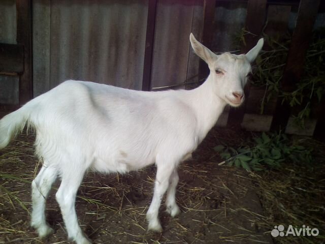 Козочка зааненская