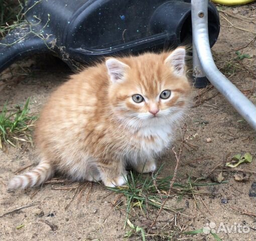 Котенок Кнопик