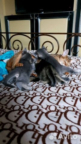 Котята