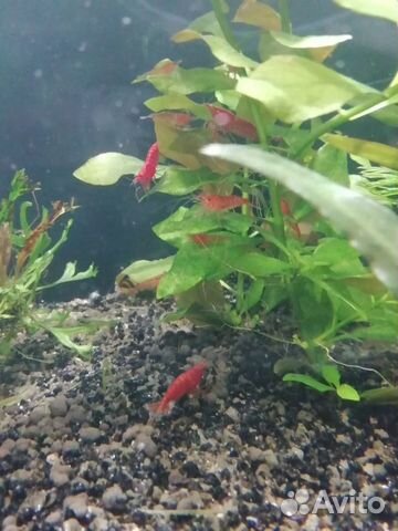 Креветки Red cherry (вишни)