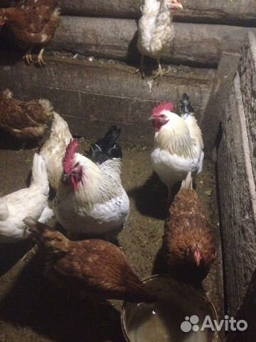 Продам петухов