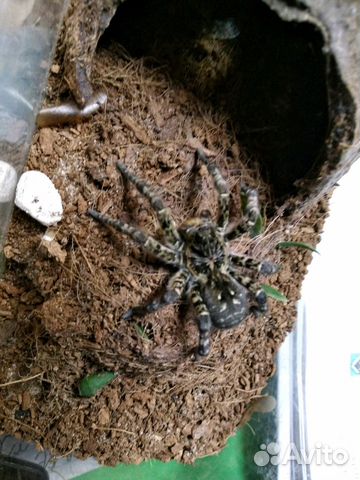 Южнорусский таранул