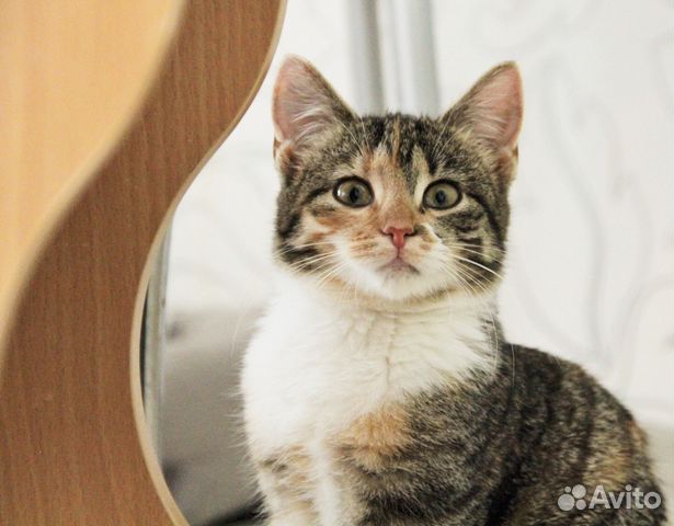 Отдам в добрые руки Котёнок-тигренок 3,5 месяца