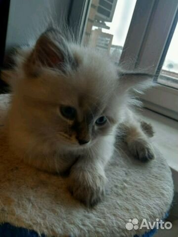 Невский котенок из Северного Созвездия