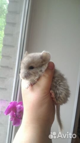 Шиншилла самочка Аврора