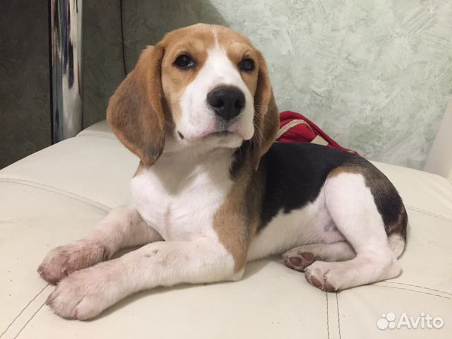 Бигль девочка подрощенная