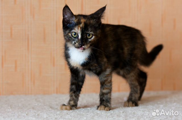 Кошка на счастье Ульяна в поисках дома