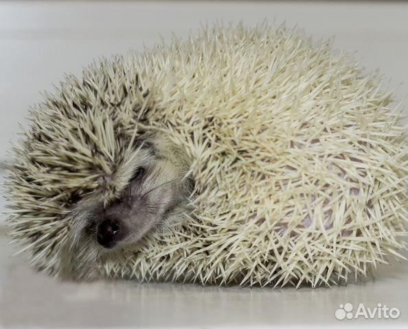 Африканский ёж ищет дом