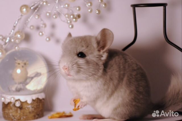 Шиншилла белый фиолет, носитель сапфира и эбони. Д