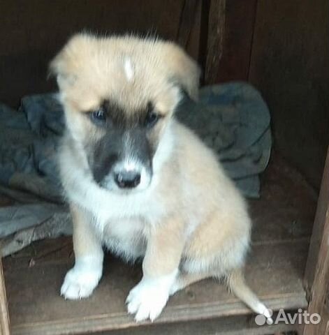 Рыжик ищет папу-маму