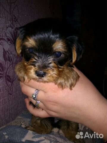 Йоркширский терьер куколка мини