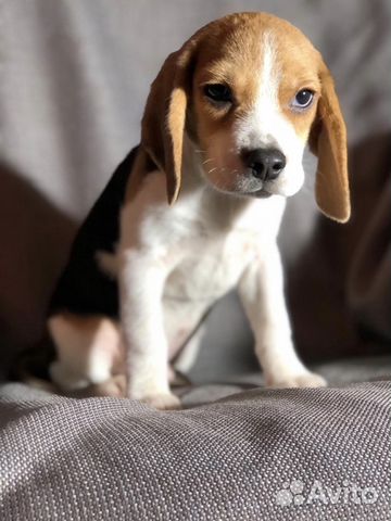 Бигль мальчик 2,5 мес