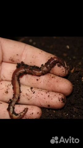 Черви красные для рыбалки