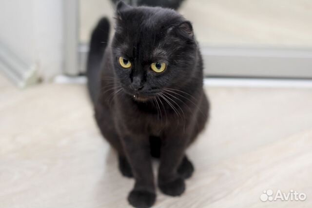 Кошка вислоухая Кассандра