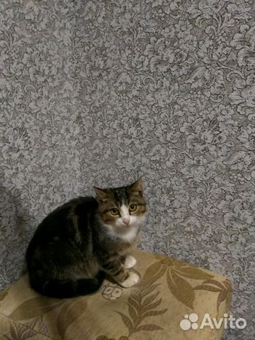 Трехцветный котик