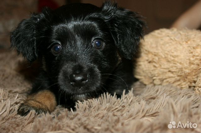 Щенок помесь