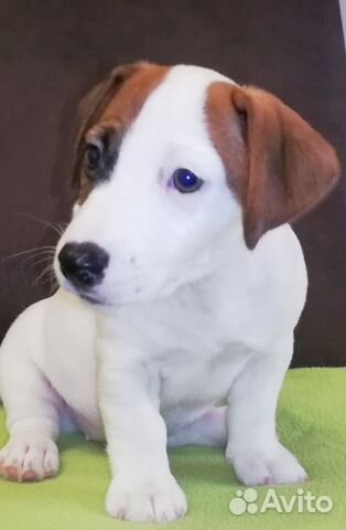Джек Рассел терьер щенок девочка