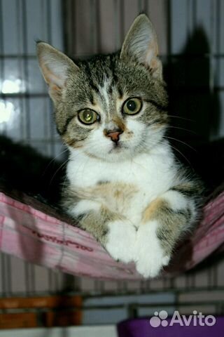 Пряник ищет дом