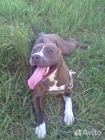 Щенки амстаффа