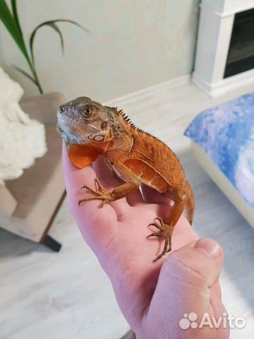 Игуана красная