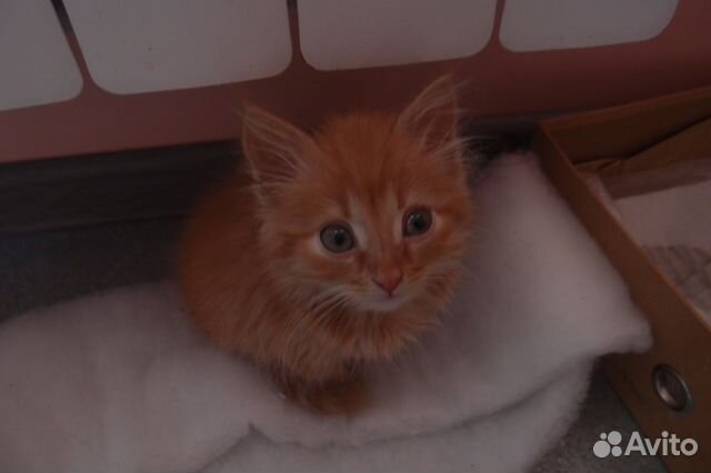 Котенок в добрые руки