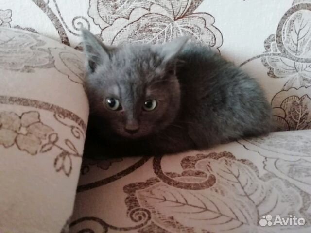 Котенок
