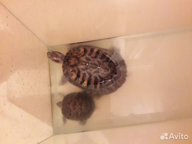 Черепахи 2 шт